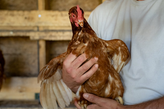 Nuestras Gallinas – ¡Eoeoeo!