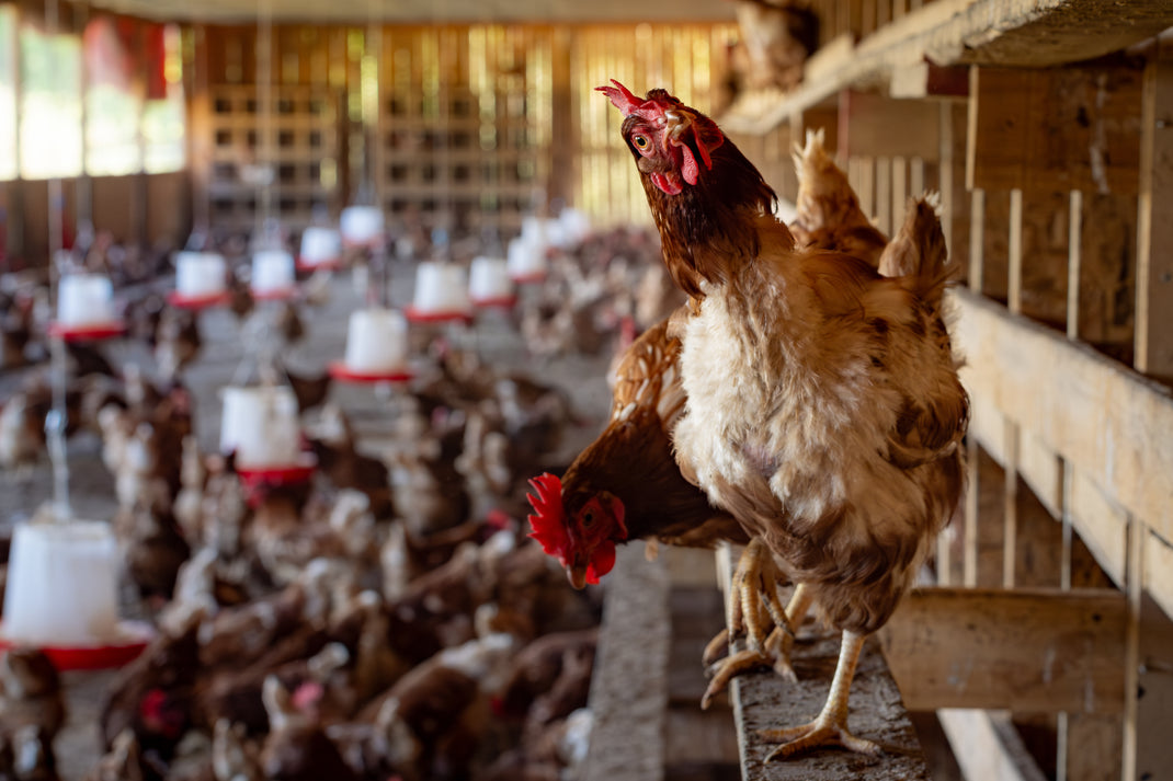 Nuestras Gallinas – ¡Eoeoeo!