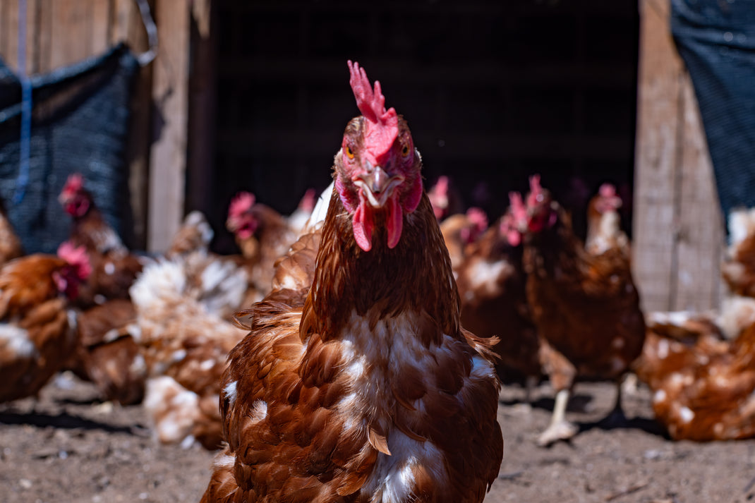 Nuestras Gallinas – ¡Eoeoeo!